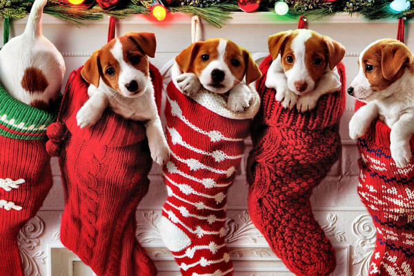 Christmas Animal Wallpapers - Top Free Christmas Animal Backgrounds ...