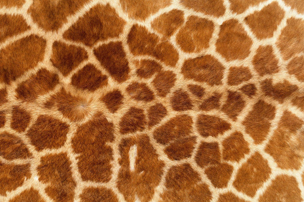 Animal Print Desktop Wallpapers - Top Free Animal Print Desktop ...
