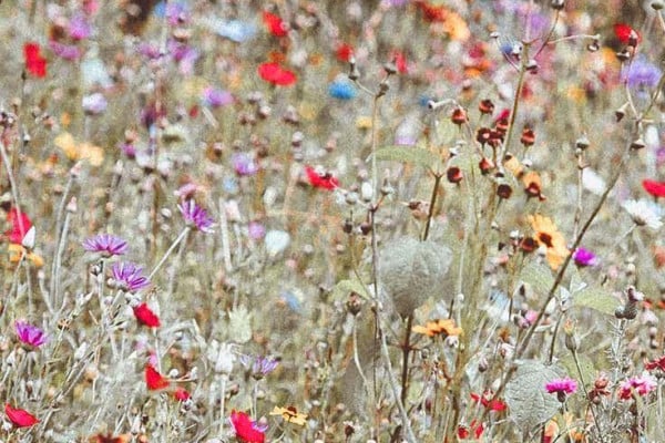 Wildflowers Wallpapers - Top Free Wildflowers Backgrounds - WallpaperAccess