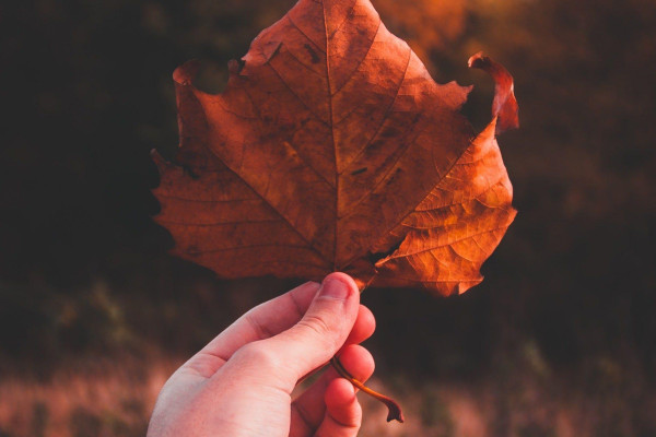 Simple Fall Wallpapers - Top Free Simple Fall Backgrounds - WallpaperAccess