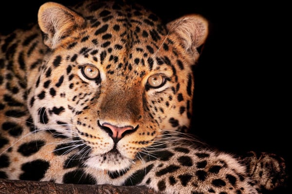 Purple Leopard Wallpapers - Top Free Purple Leopard Backgrounds ...