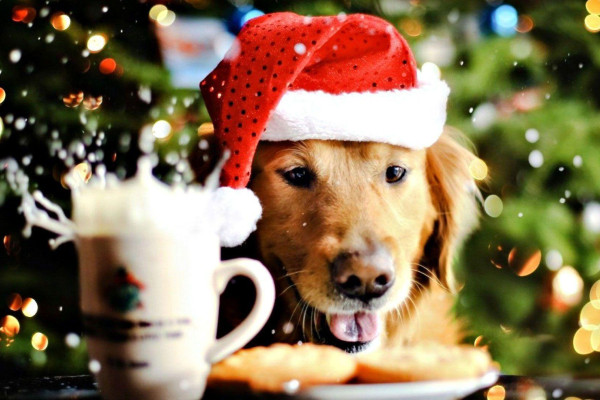 Funny Animals Wallpapers - Top Free Funny Animals Backgrounds ...