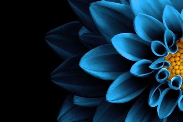 Black Flower Laptop Wallpapers - Top Free Black Flower Laptop ...