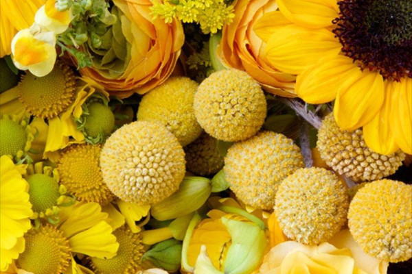 Yellow Flower Wallpapers - Top Free Yellow Flower Backgrounds ...