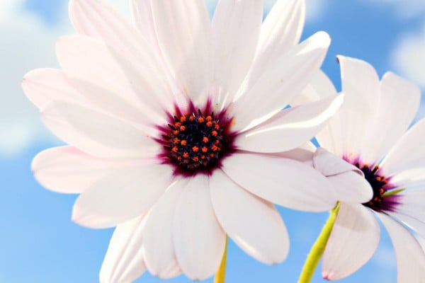 Flower PC Wallpapers - Top Free Flower PC Backgrounds - WallpaperAccess