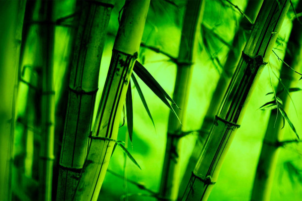 Zen Bamboo Wallpapers - Top Free Zen Bamboo Backgrounds - WallpaperAccess