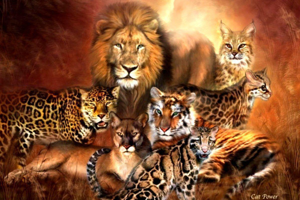 Fire Cat Wallpapers - Top Free Fire Cat Backgrounds - WallpaperAccess