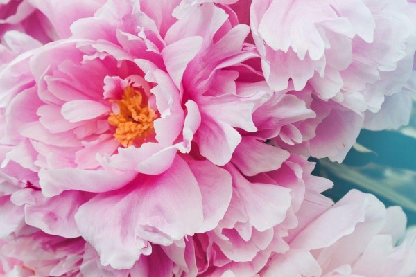 Peony Wallpapers - Top Free Peony Backgrounds - WallpaperAccess