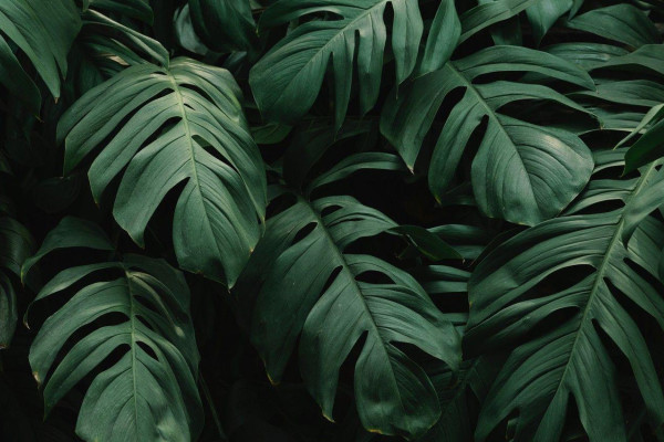 Botany Wallpapers - Top Free Botany Backgrounds - WallpaperAccess