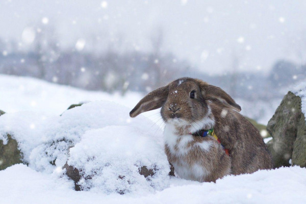 Funny Bunny Wallpapers - Top Free Funny Bunny Backgrounds - WallpaperAccess