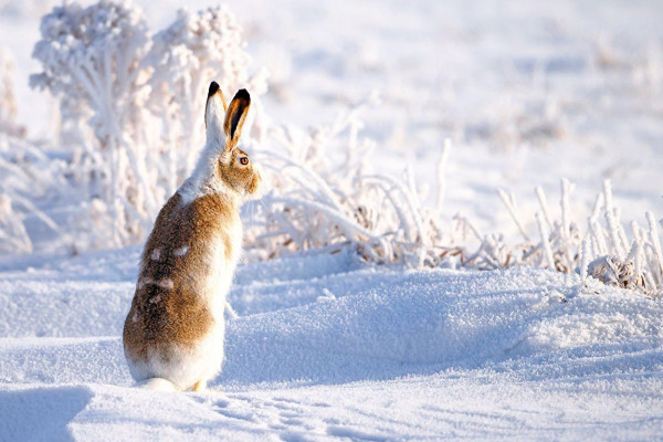 Black Rabbit Wallpapers - Top Free Black Rabbit Backgrounds ...