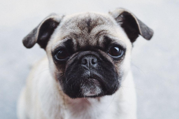 Puppy Phone Wallpapers - Top Free Puppy Phone Backgrounds - WallpaperAccess