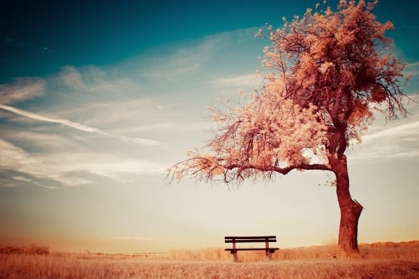 Big Tree Wallpapers - Top Free Big Tree Backgrounds - WallpaperAccess