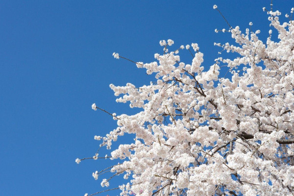 Sakura Minimalist Wallpapers - Top Free Sakura Minimalist Backgrounds ...