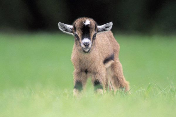 Baby Animal Wallpapers - Top Free Baby Animal Backgrounds - WallpaperAccess