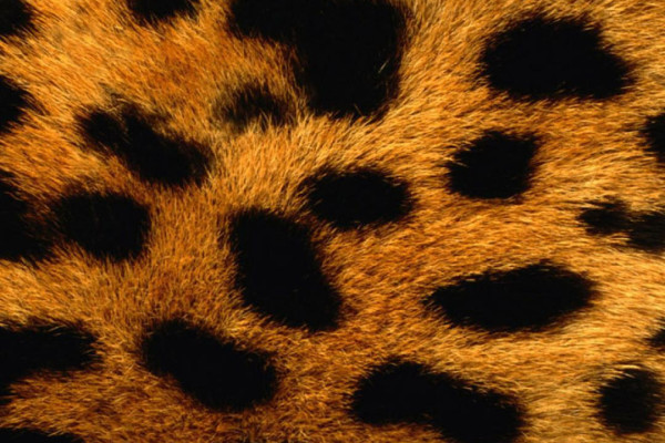 Animal Print Wallpapers - Top Free Animal Print Backgrounds ...