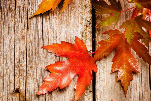 Rustic Food Wallpapers - Top Free Rustic Food Backgrounds - WallpaperAccess