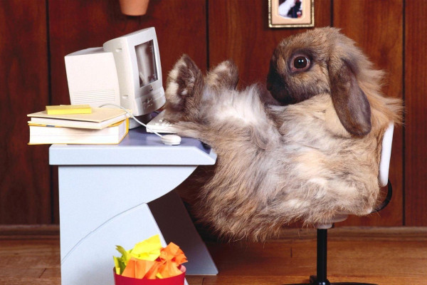 Cool Rabbit Wallpapers - Top Free Cool Rabbit Backgrounds - WallpaperAccess