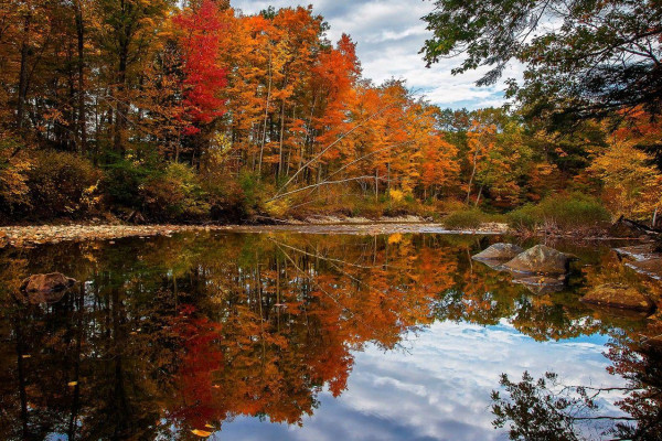 Fall Forest Wallpapers - Top Free Fall Forest Backgrounds - WallpaperAccess