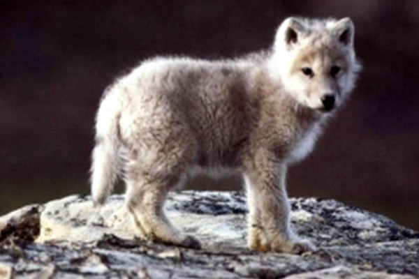 Baby Wolves Wallpapers - Top Free Baby Wolves Backgrounds - WallpaperAccess