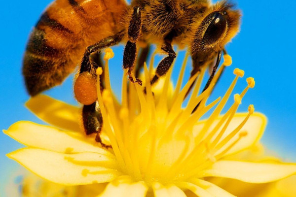 Beehive Wallpapers - Top Free Beehive Backgrounds - WallpaperAccess