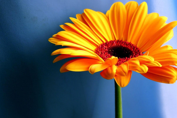 Small Flower Wallpapers - Top Free Small Flower Backgrounds ...