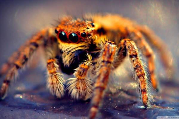 Insect Wallpapers - Top Free Insect Backgrounds - WallpaperAccess