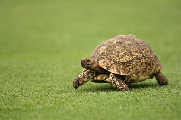 Turtle Wallpapers - Top Free Turtle Backgrounds - WallpaperAccess