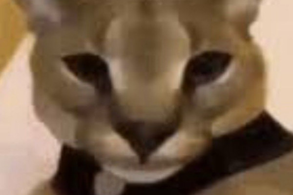 Wallpapers - WallpaperAccess