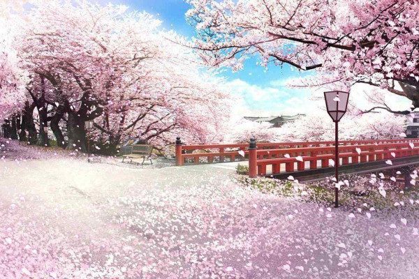 Japanese Sakura Wallpapers - Top Free Japanese Sakura Backgrounds - WallpaperAccess