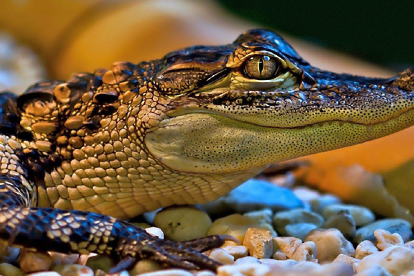 Cute Alligator Wallpapers - Top Free Cute Alligator Backgrounds ...