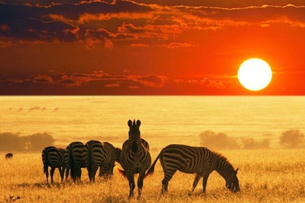 Africa Wallpapers - Top Free Africa Backgrounds - WallpaperAccess