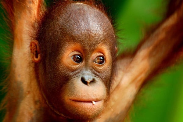 Monkey HD Wallpapers - Top Free Monkey HD Backgrounds - WallpaperAccess