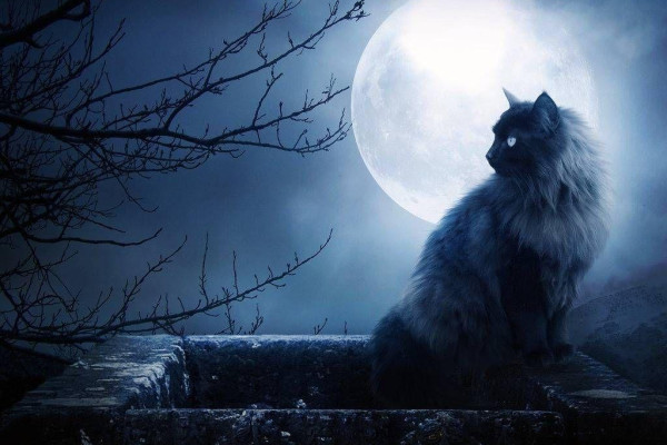 Dark Cat Wallpapers - Top Free Dark Cat Backgrounds - WallpaperAccess