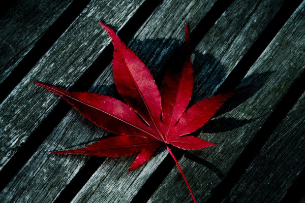 Minimal Leaf Wallpapers - Top Free Minimal Leaf Backgrounds ...