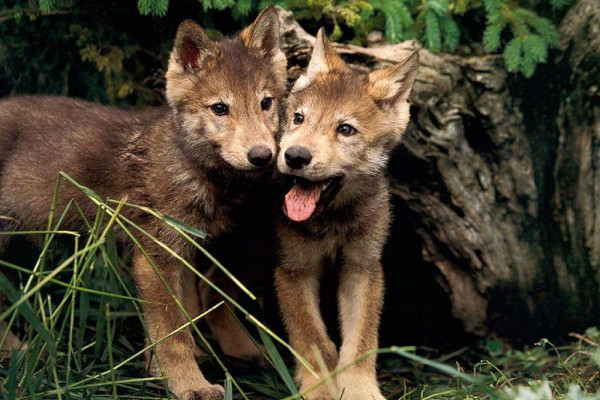 Green Wolf Wallpapers - Top Free Green Wolf Backgrounds - WallpaperAccess