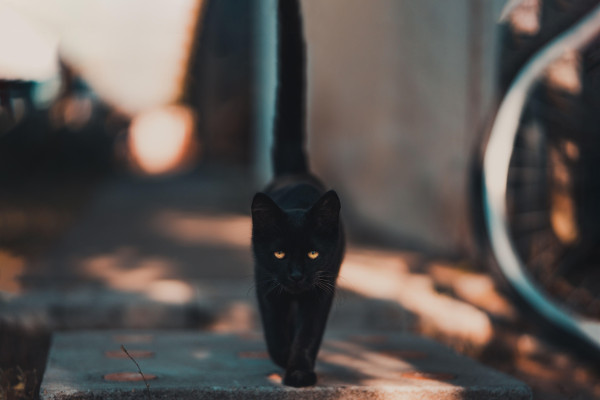 Minimal Cat Wallpapers - Top Free Minimal Cat Backgrounds - WallpaperAccess