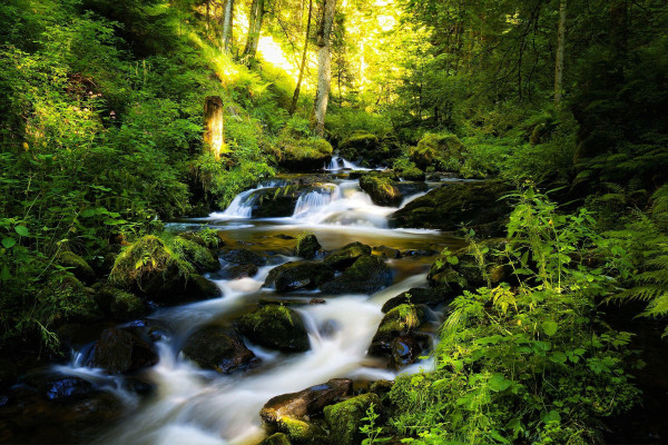 Forest Wallpapers - Top Free Forest Backgrounds - WallpaperAccess