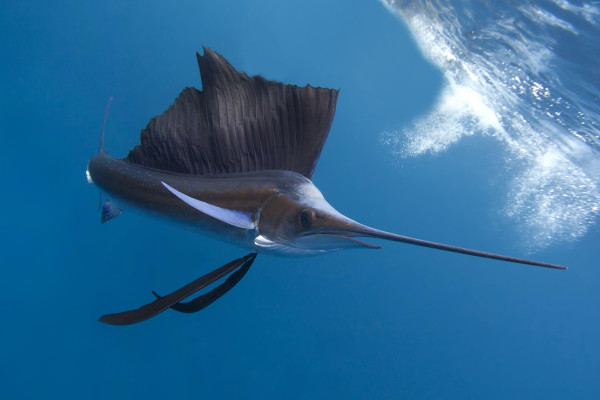 Deep Sea Fishing Wallpapers - Top Free Deep Sea Fishing Backgrounds ...