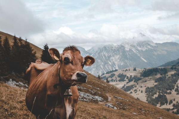 Cow Desktop Wallpapers - Top Free Cow Desktop Backgrounds - WallpaperAccess