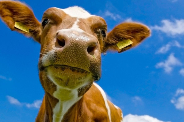 Baby Cow iPhone Wallpapers - Top Free Baby Cow iPhone Backgrounds ...