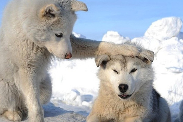 Love Wolf Wallpapers - Top Free Love Wolf Backgrounds - WallpaperAccess