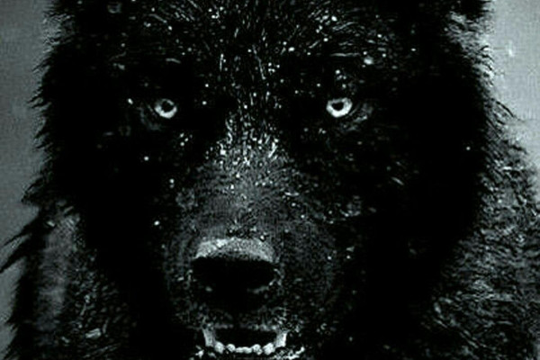 Wolf Aesthetic Wallpapers - Top Free Wolf Aesthetic Backgrounds ...