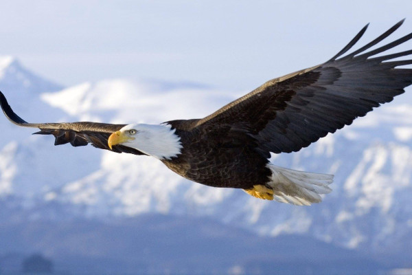 Blue Eagle Wallpapers - Top Free Blue Eagle Backgrounds - WallpaperAccess