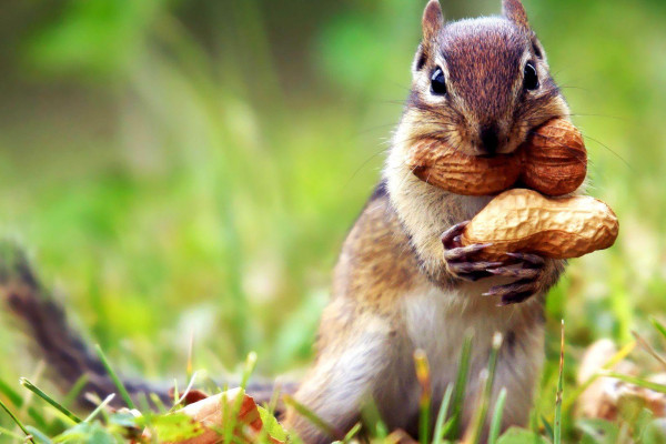 Squirrel Wallpapers - Top Free Squirrel Backgrounds - WallpaperAccess