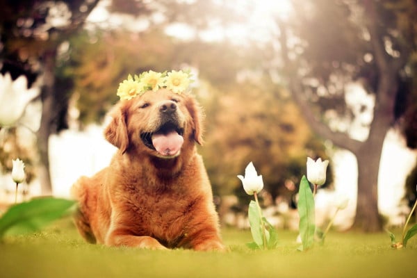 Funny Spring Wallpapers - Top Free Funny Spring Backgrounds ...