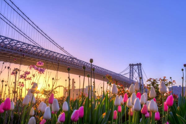 Chicago Summer Wallpapers - Top Free Chicago Summer Backgrounds ...