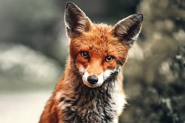 Fox Wallpapers - Top Free Fox Backgrounds - WallpaperAccess