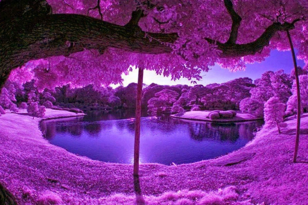 Red Tree Wallpapers - Top Free Red Tree Backgrounds - WallpaperAccess