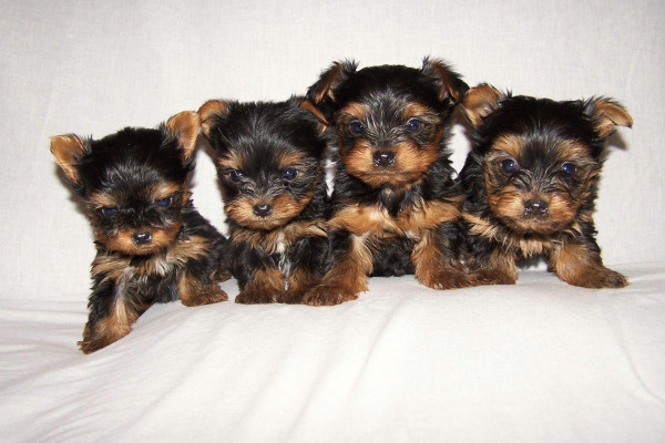Yorkie Wallpapers - Top Free Yorkie Backgrounds - WallpaperAccess